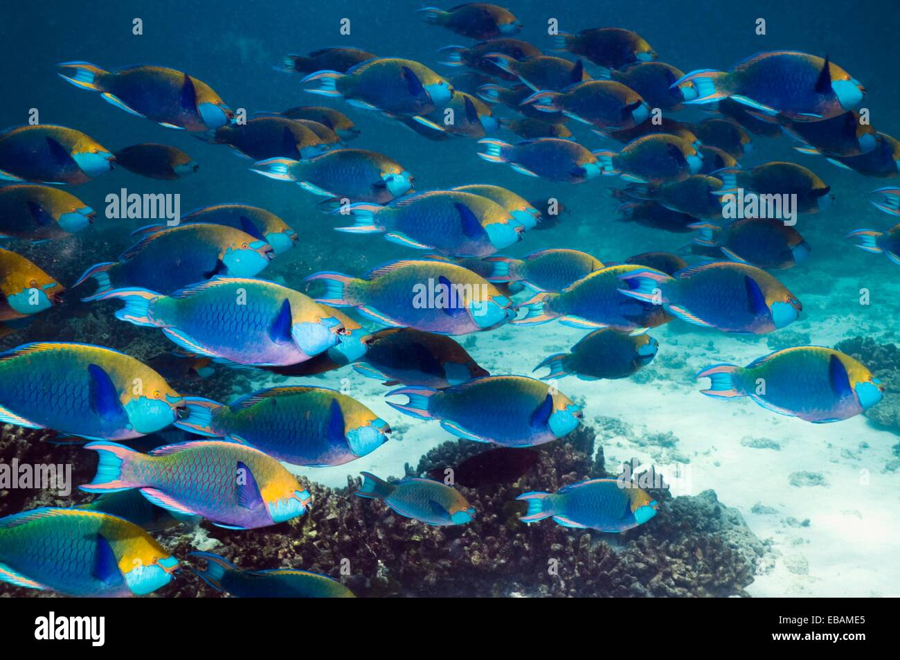 School Of Parrotfish Swimming Underwater High Resolution Stock ...