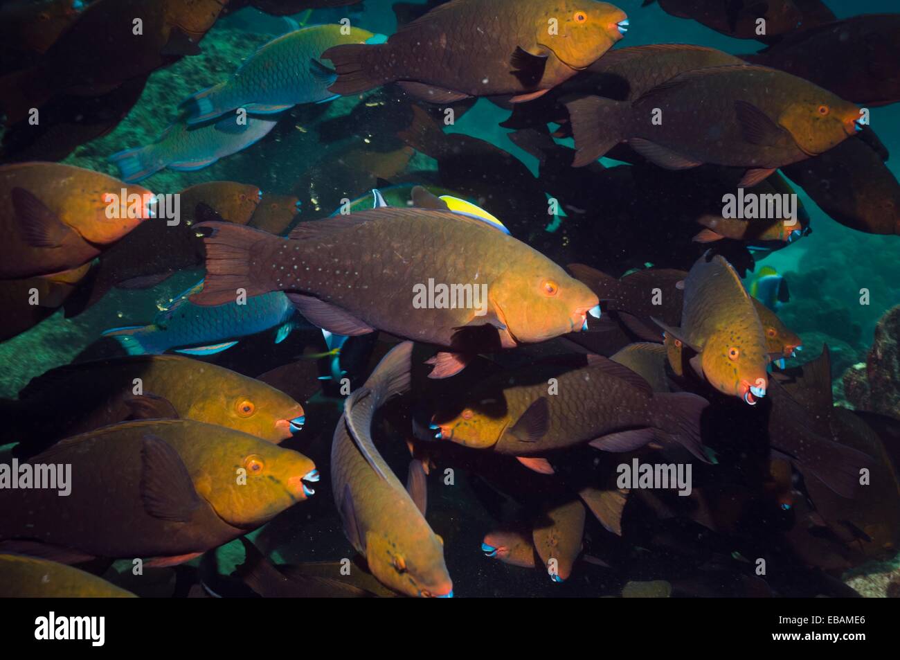 School Of Parrotfish Swimming Underwater High Resolution Stock ...