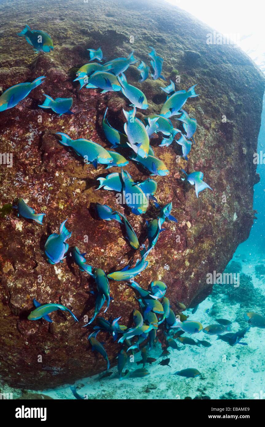 School of parrotfish swimming underwater hi-res stock photography and ...