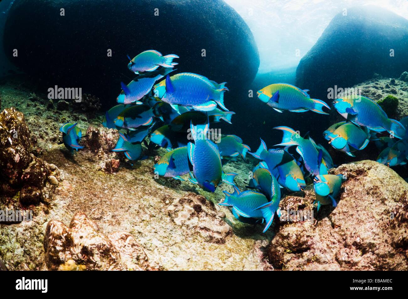 abundance activity alga andaman Andaman Sea animal Asia blue boulder ...