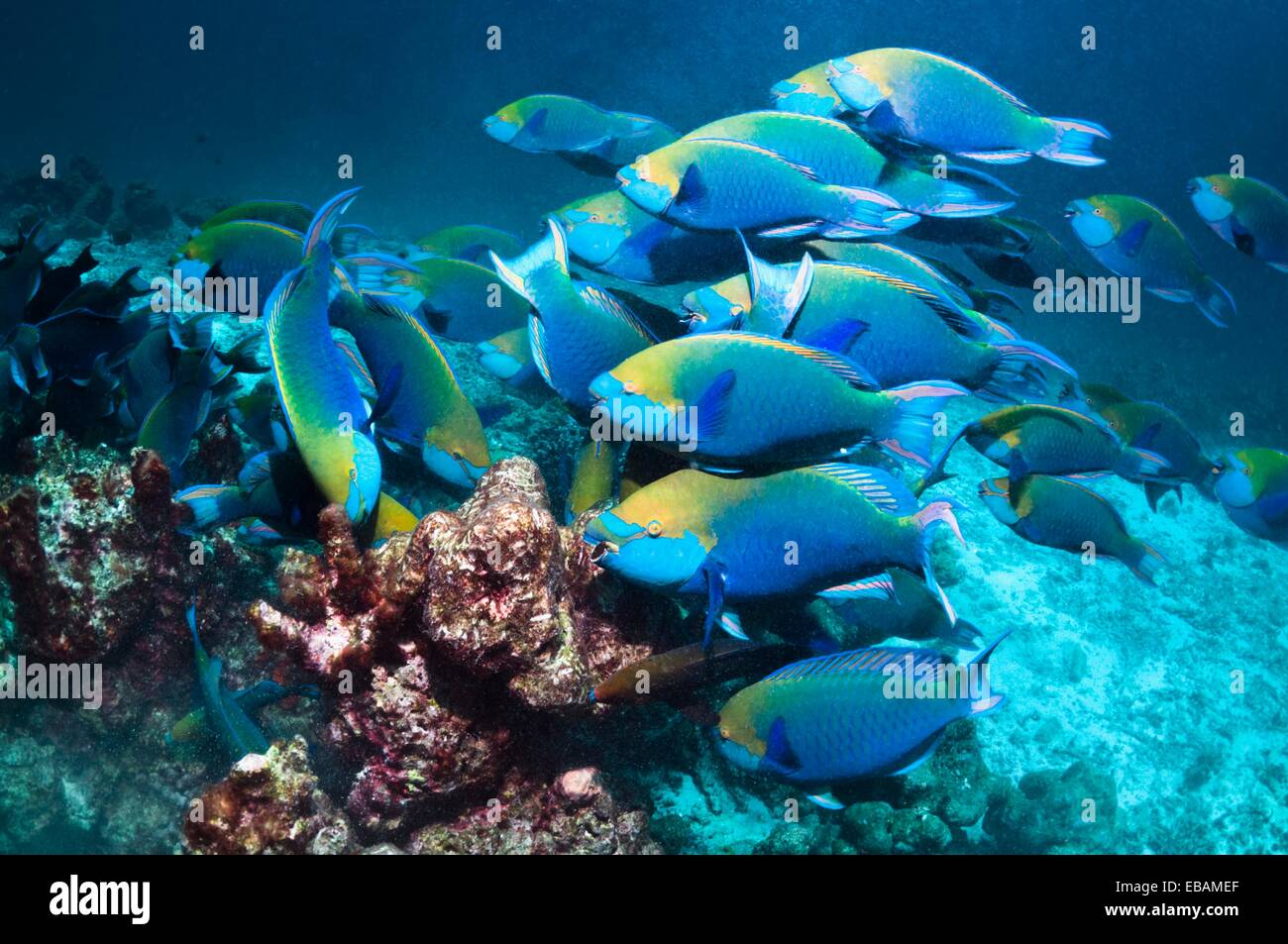 School Of Parrotfish Swimming Underwater High Resolution Stock ...