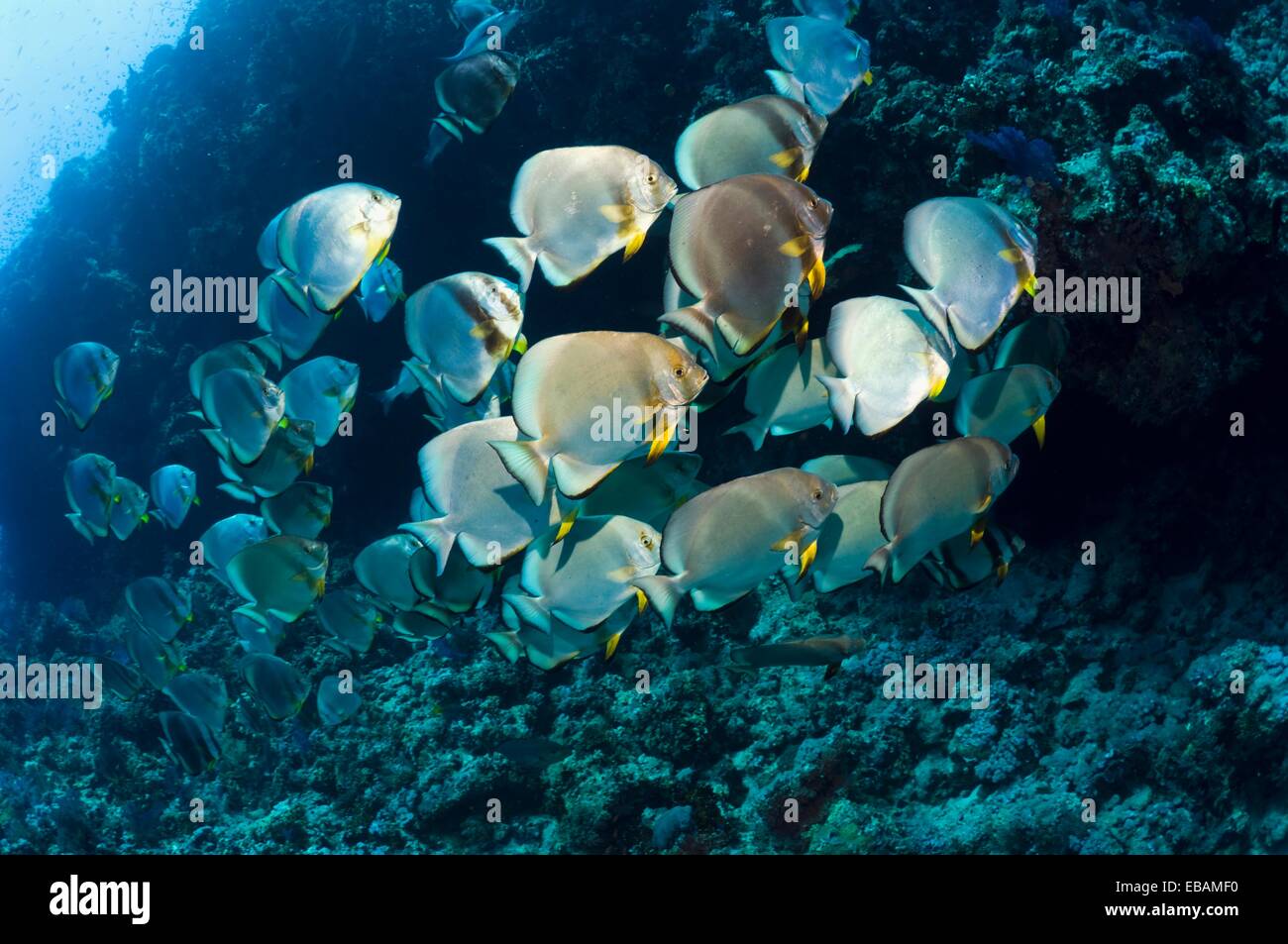 Circular Spadefish Platax Orbicularis High Resolution Stock Photography ...