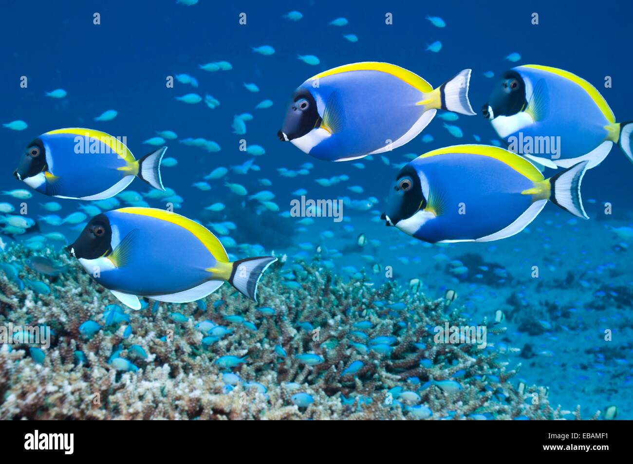 Powderblue tang fish hi-res stock photography and images - Alamy