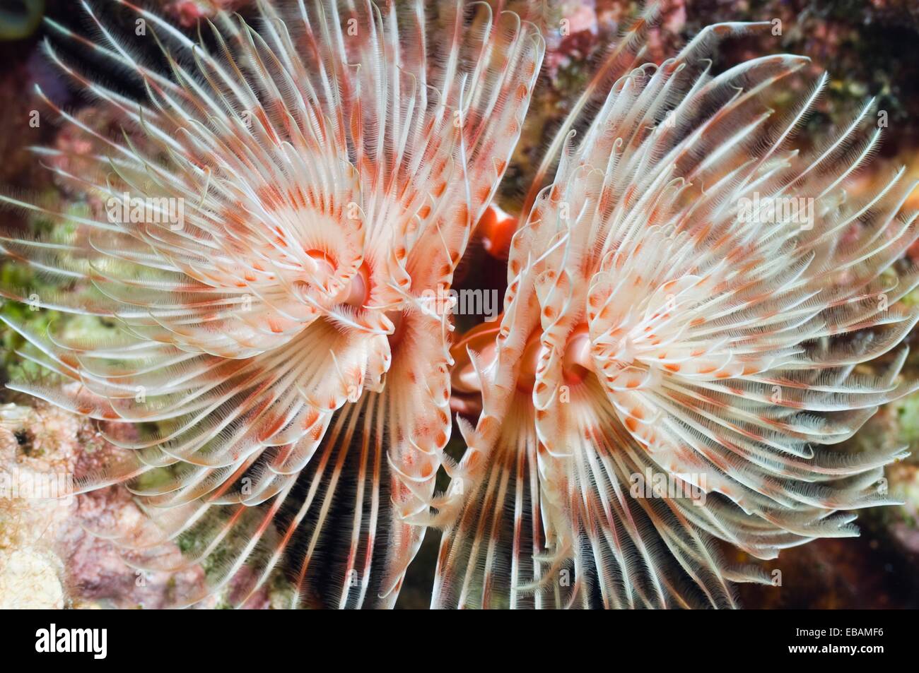Marine tube worm hi-res stock photography and images - Alamy