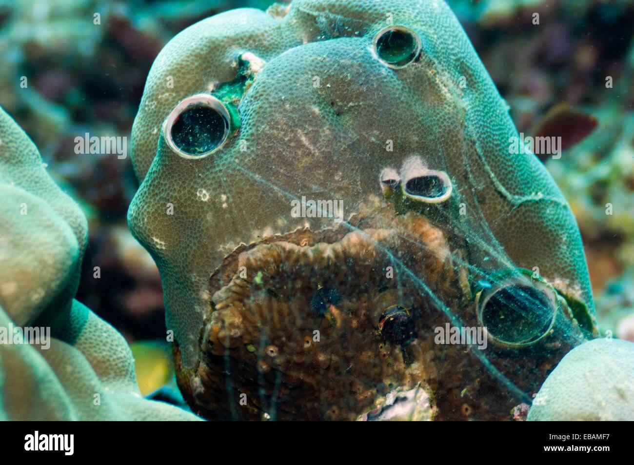 Particle trap hi-res stock photography and images - Alamy