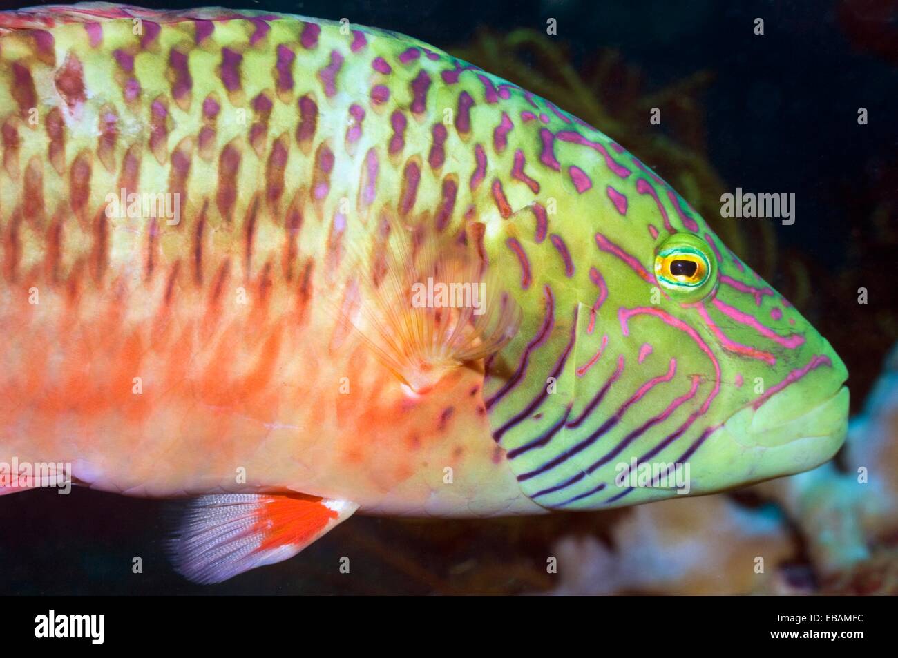 Oxycheilinus digrammus hi-res stock photography and images - Alamy