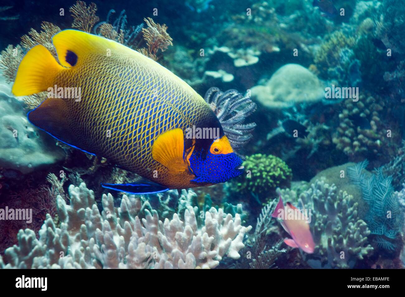 Girdled horizontal hi-res stock photography and images - Alamy