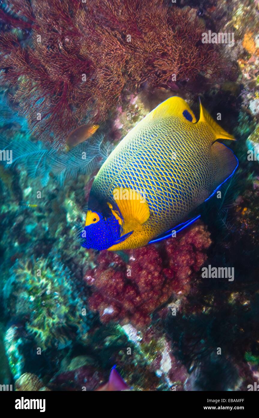 Blue girdled angelfish pomacanthus navarchus hi-res stock photography ...