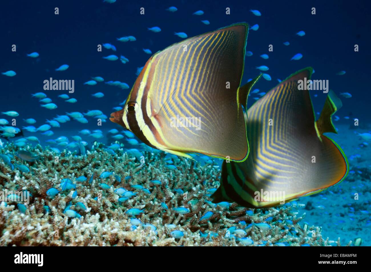 Baronessa butterflyfish hi-res stock photography and images - Alamy
