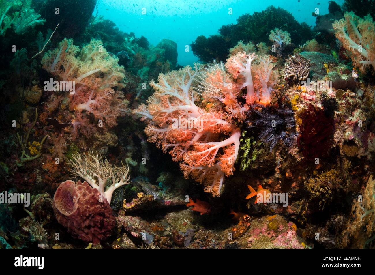 Scleronephthya sp hi-res stock photography and images - Alamy
