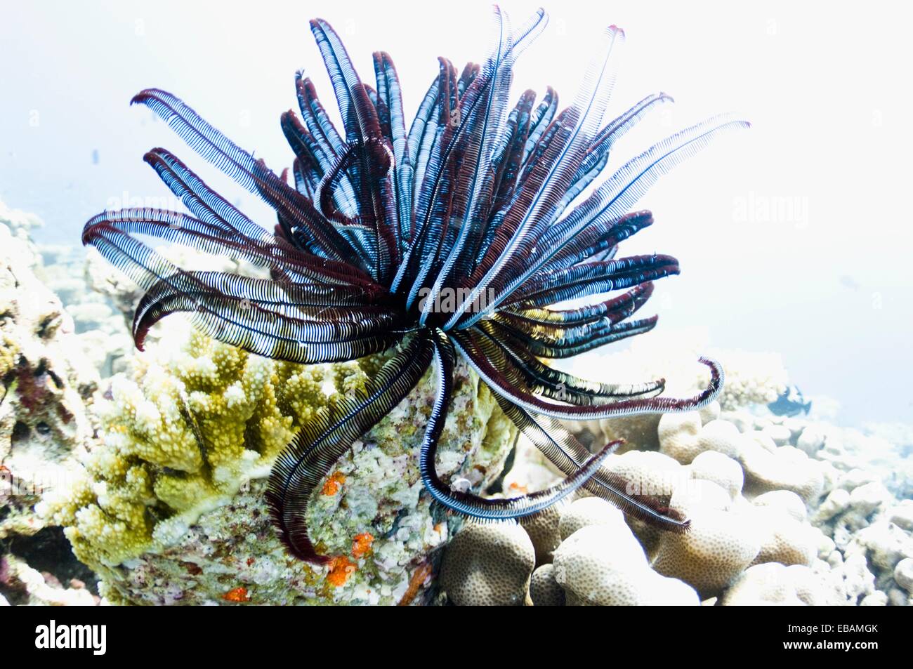 Himerometra hi-res stock photography and images - Alamy