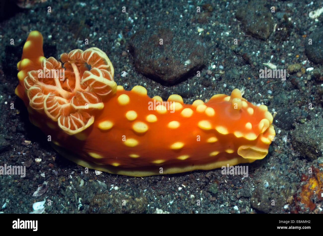 Predator of slugs hi-res stock photography and images - Alamy