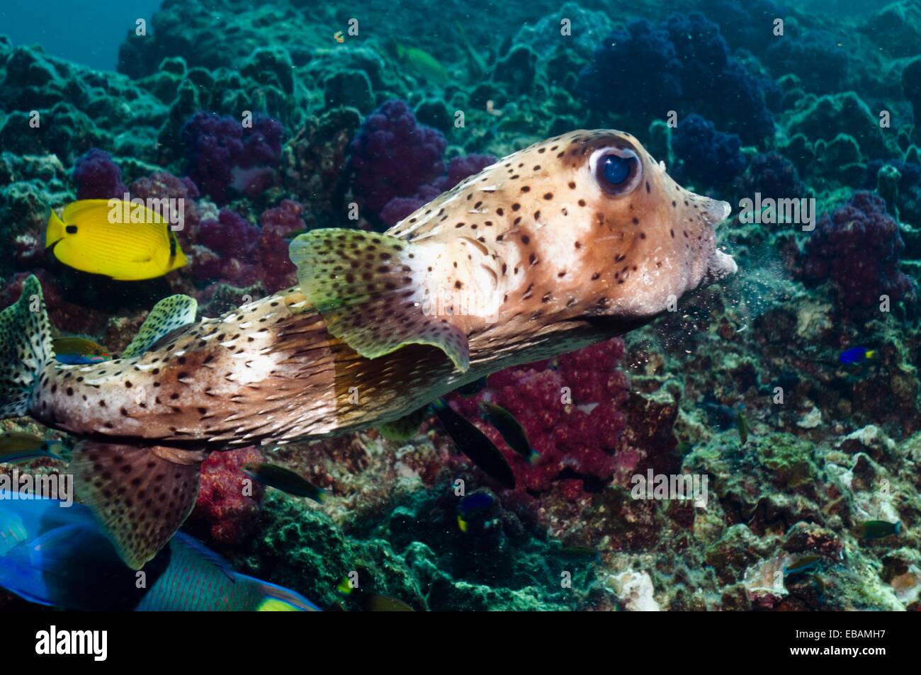 Blotched porcupinefish hi-res stock photography and images - Alamy