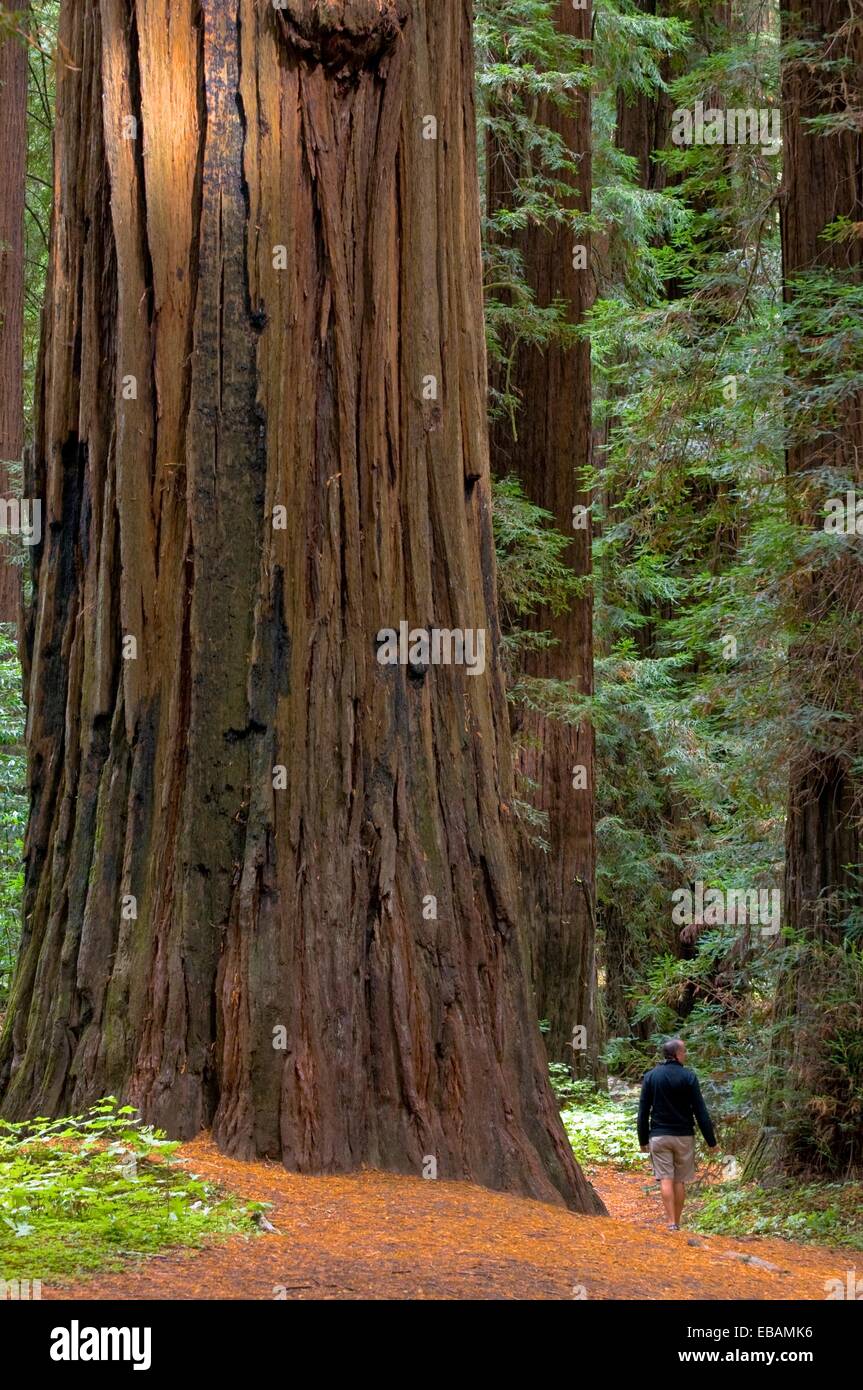 Forest Humboldt County