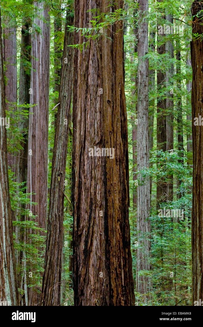 Fire resistant tree trunk hi-res stock photography and images - Alamy