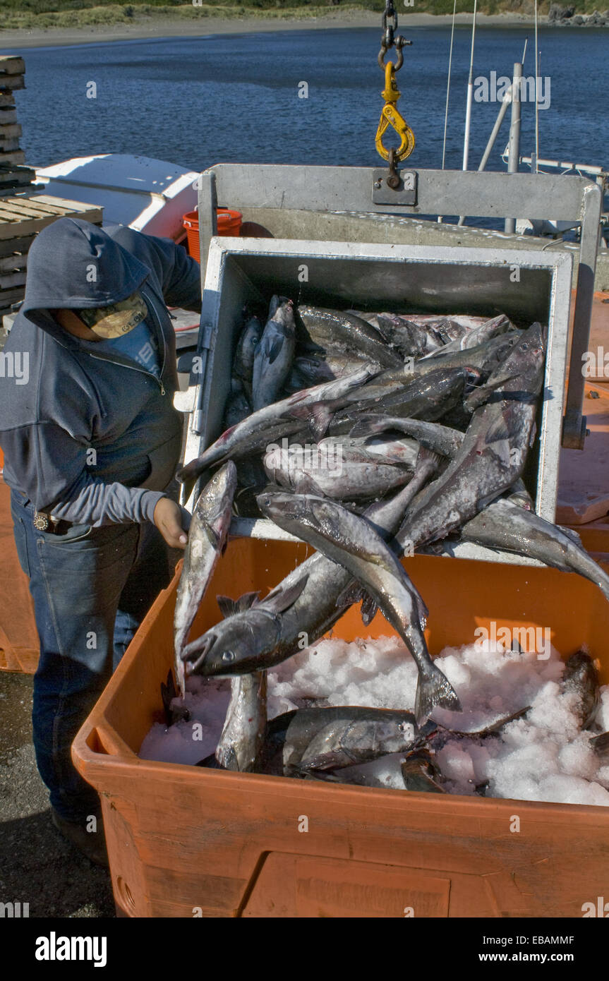 Commercial Fish Containers
