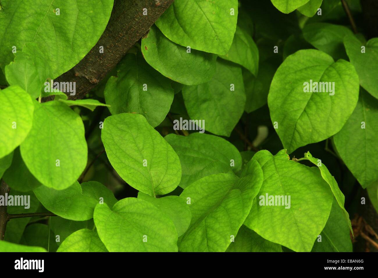 Cydonia region hi-res stock photography and images - Alamy