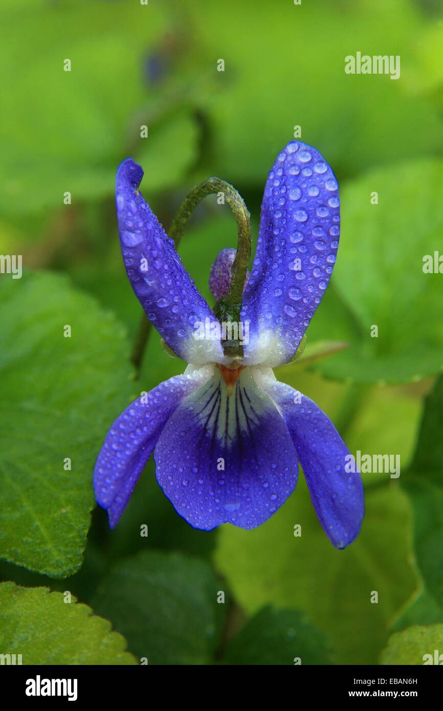 Violet flower Viola odorata with dew drops Alto Palancia Castellón ...