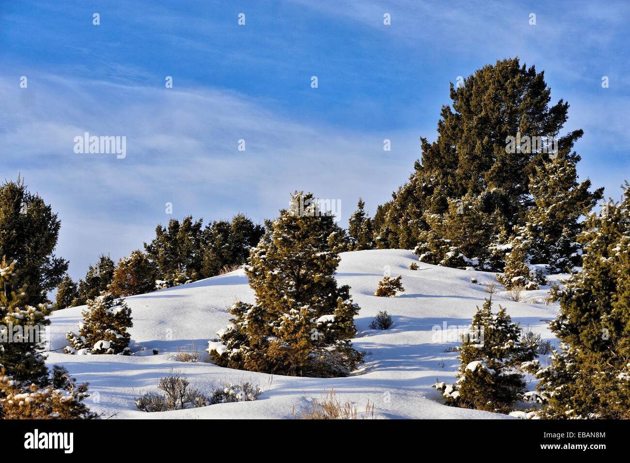Pines western hi-res stock photography and images - Alamy