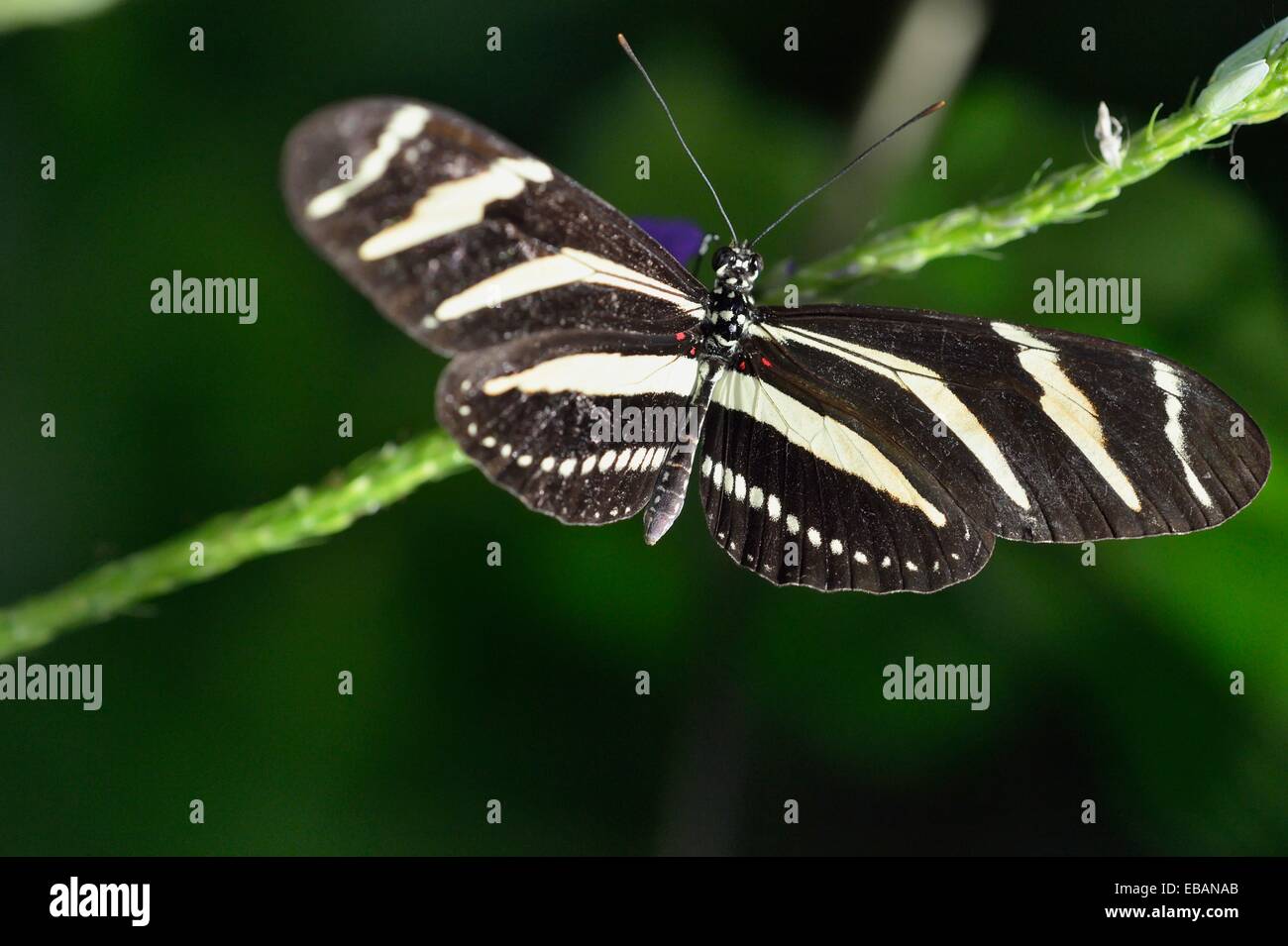 Zebra Longwing Butterfly Life Cycle