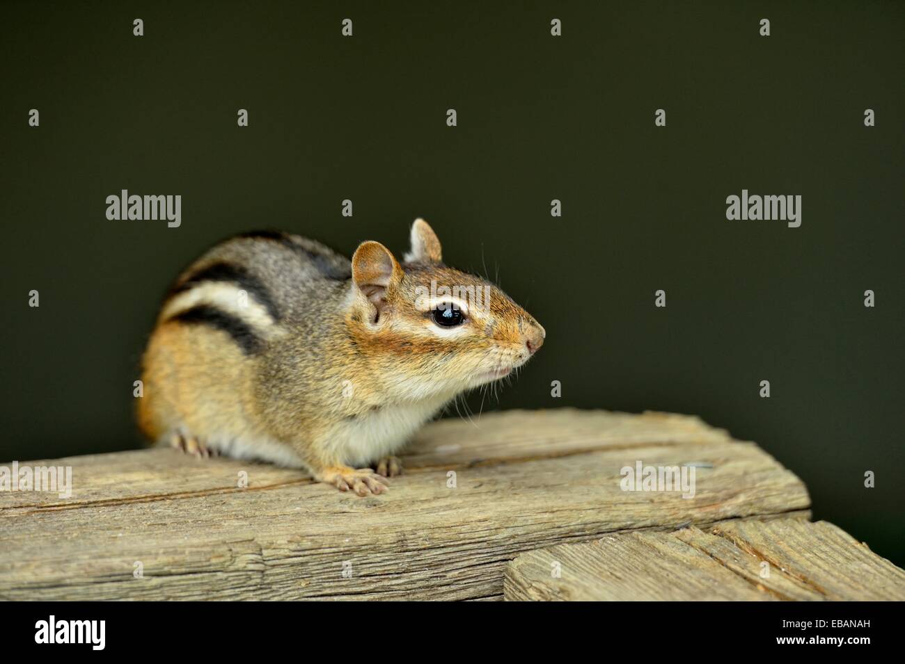Eastern chipmunk Tamias striatus Loafing on garden planter box, Greater ...