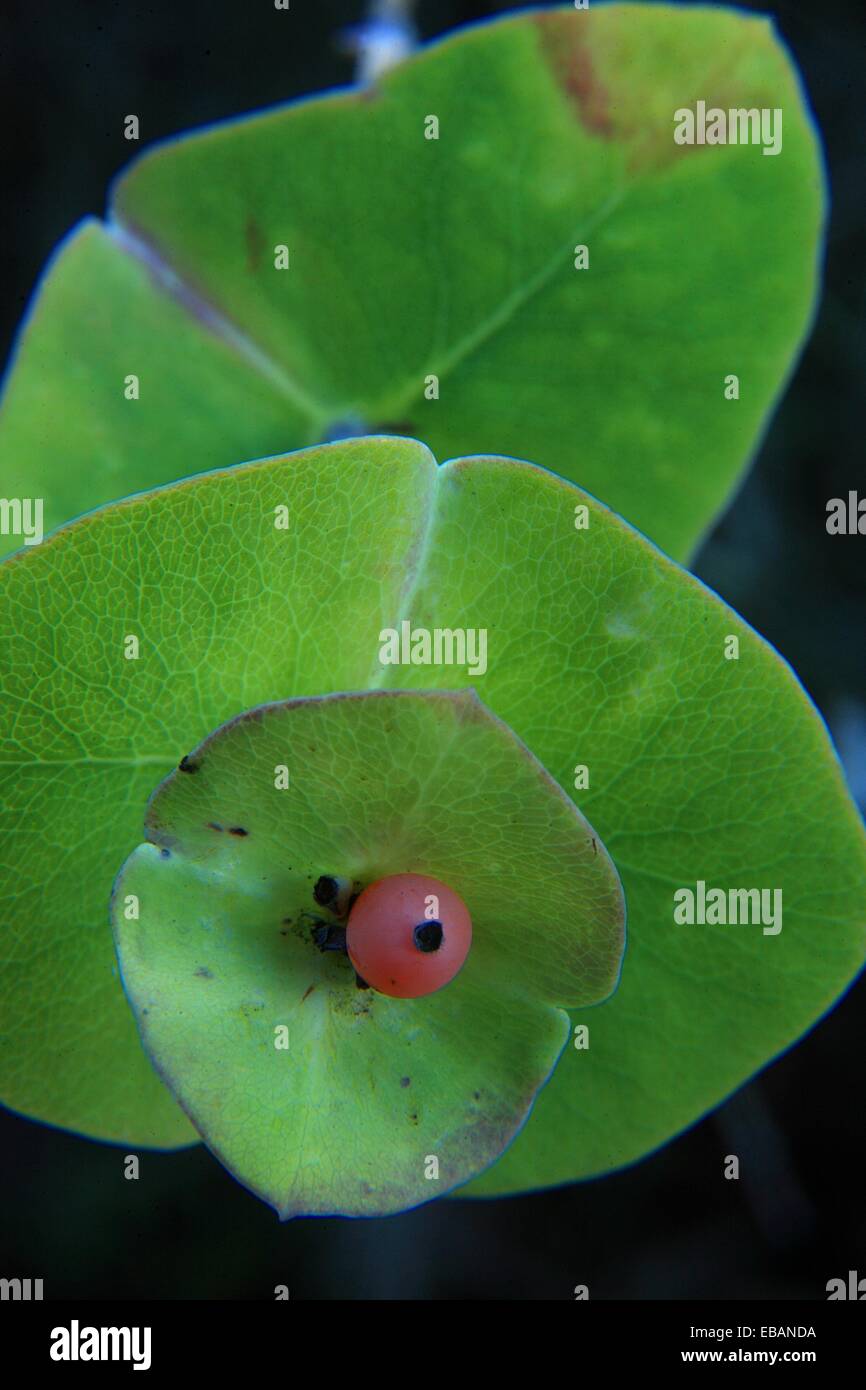 Honeysuckle detail (Lonicera implexa) in the Calderona natural park ...