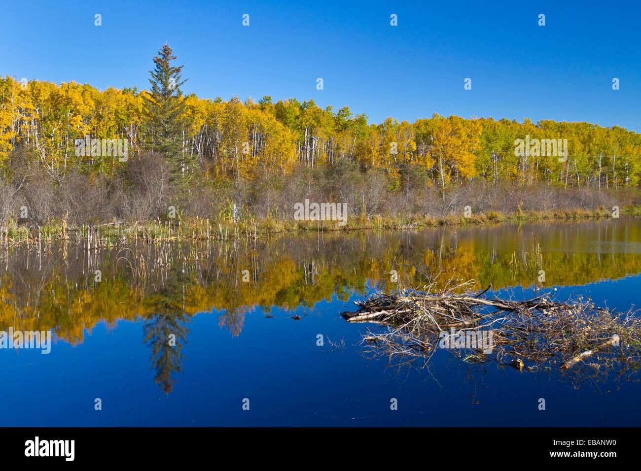 Marshland and fall foliage color in Prince Albert National Park ...