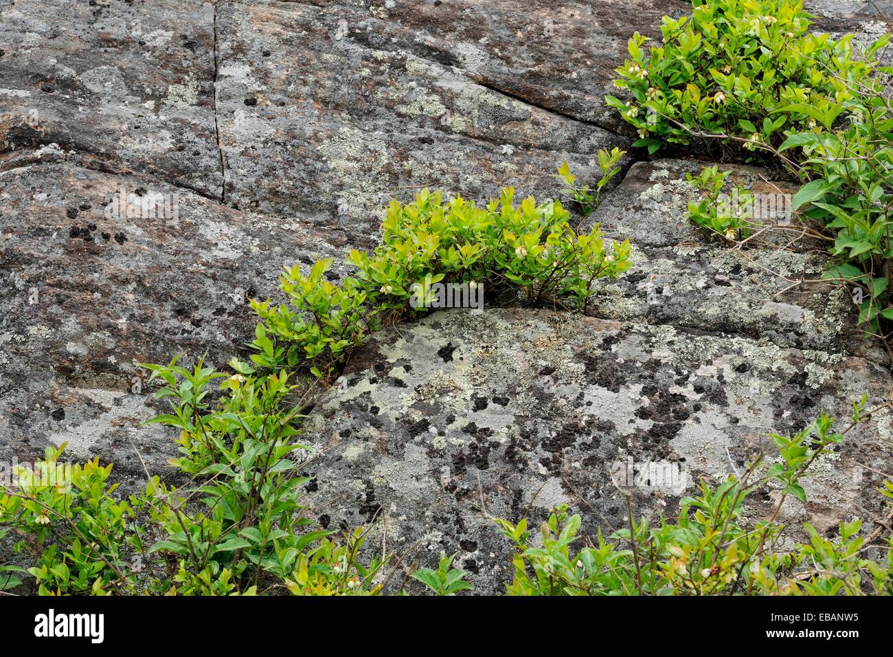 Pre cambrian granite outcrops hi-res stock photography and images - Alamy