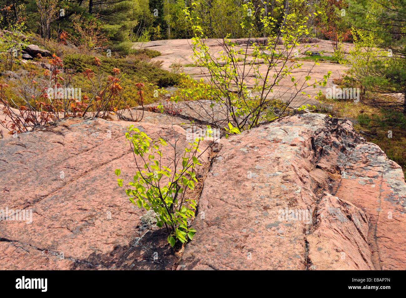 Canadian Shield Plants
