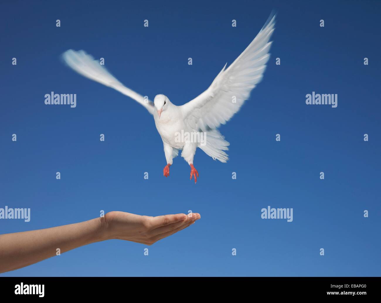 White dove landing on hand hi-res stock photography and images - Alamy