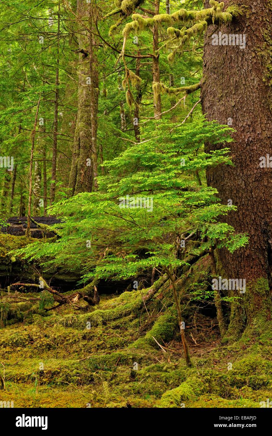 abundance adaptation adapted America anna area attraction B.C. bed Bio ...