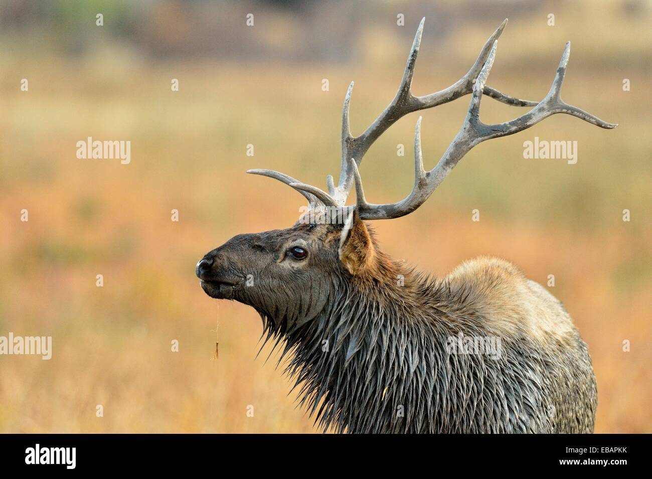 Red deer stag bugling hi-res stock photography and images - Alamy