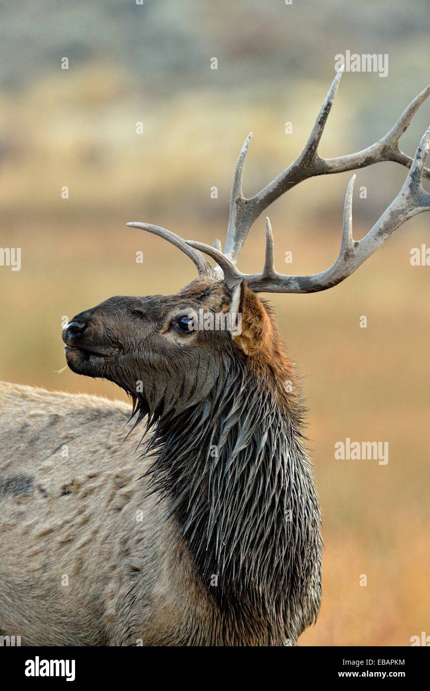Red Deer Stag Bugling High Resolution Stock Photography and Images - Alamy
