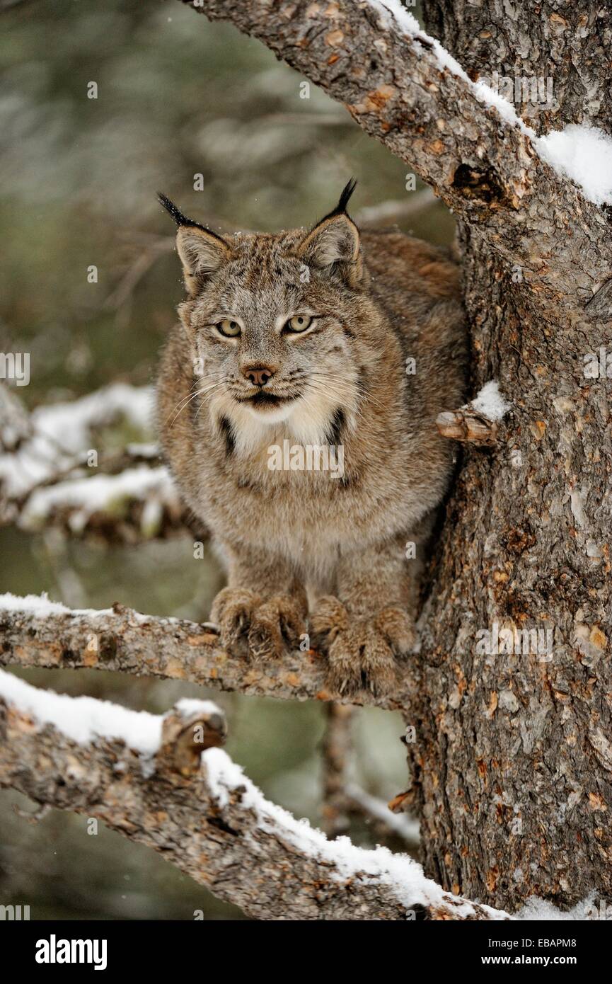 Late adaptation hi-res stock photography and images - Alamy