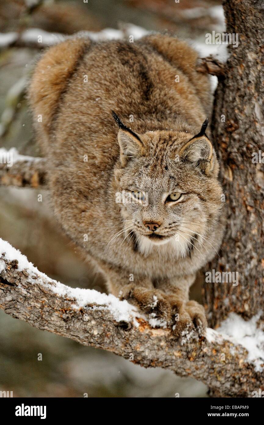 Canadian Lynx (Lynx canadensis) in late autumn mountain habitat ...