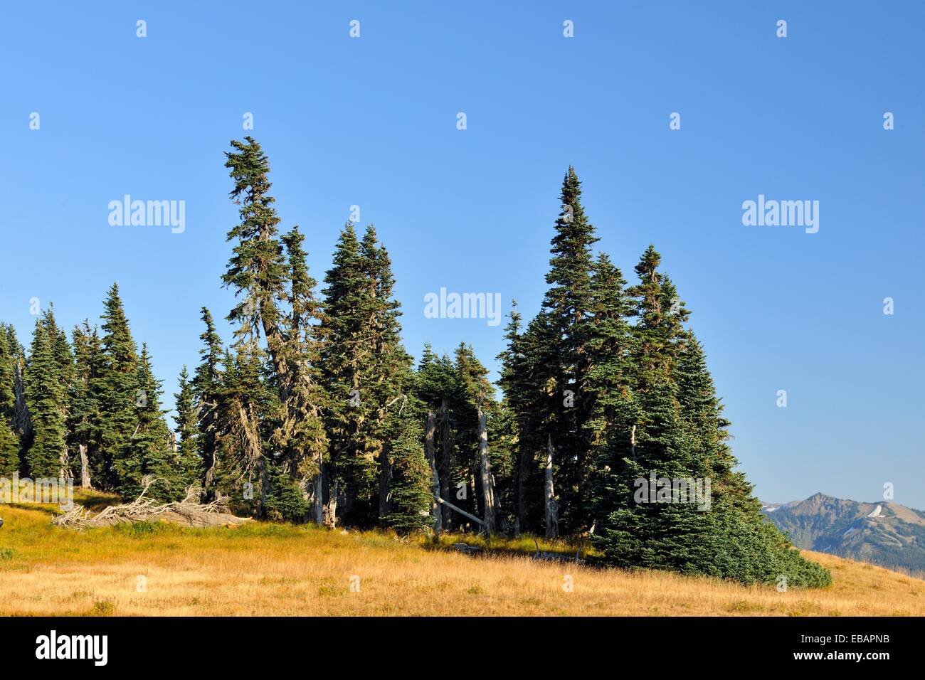 Subalpine To Alpine Species High Resolution Stock Photography and ...