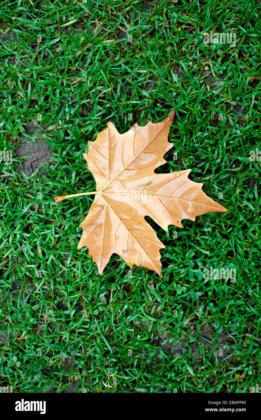 Plane leaf hi-res stock photography and images - Alamy
