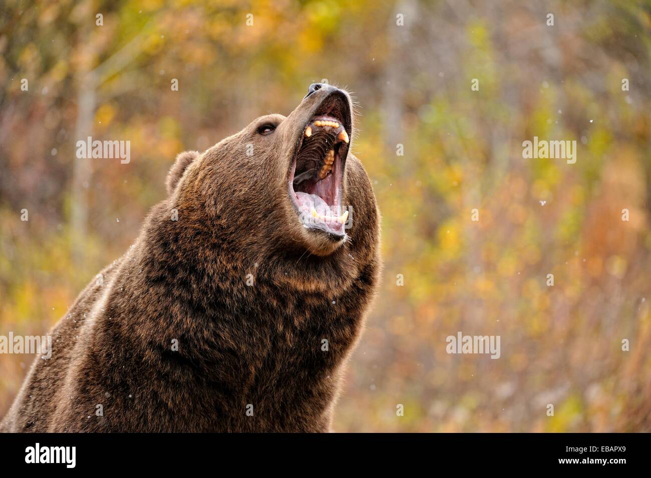 Close up grizzly bear growling hi-res stock photography and images - Alamy
