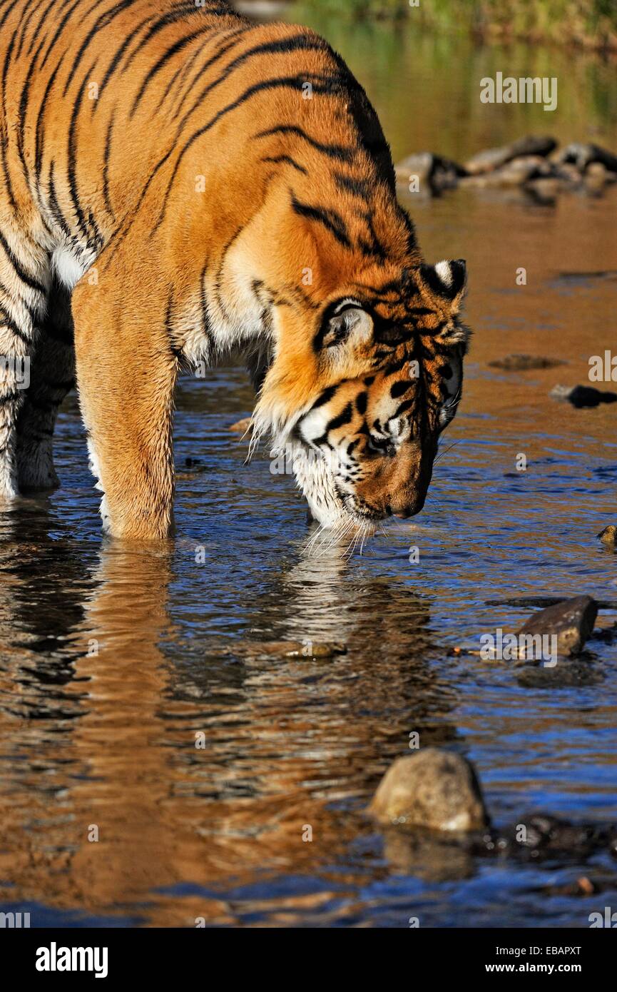 Which Is The Natural Habitat Of The Amur Tiger High Resolution Stock ...