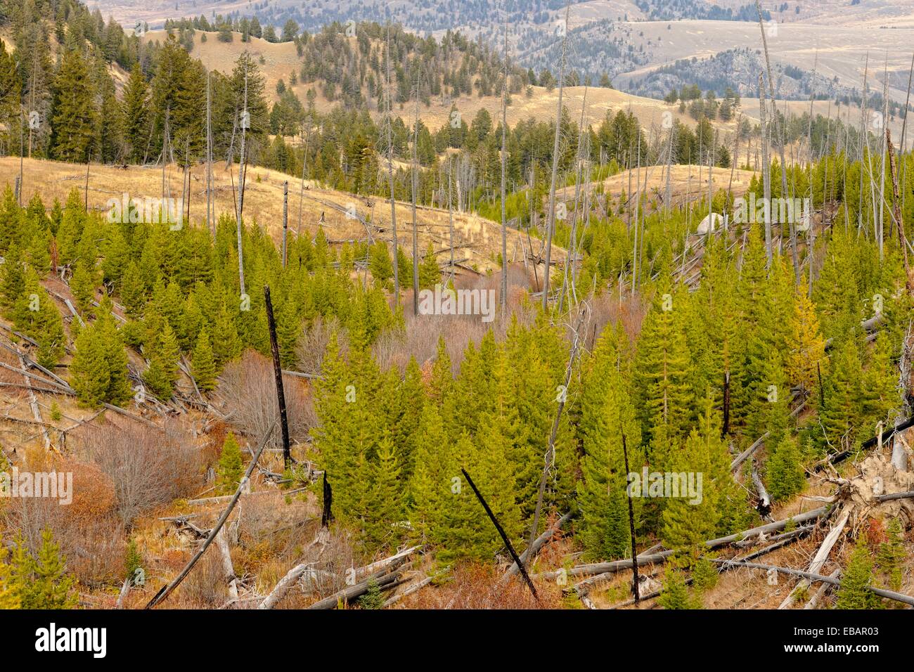 Yellowstone Forest Fires