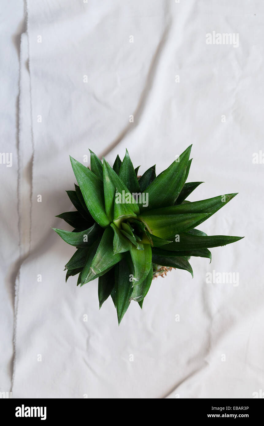 Pineapple leaves hi-res stock photography and images - Alamy