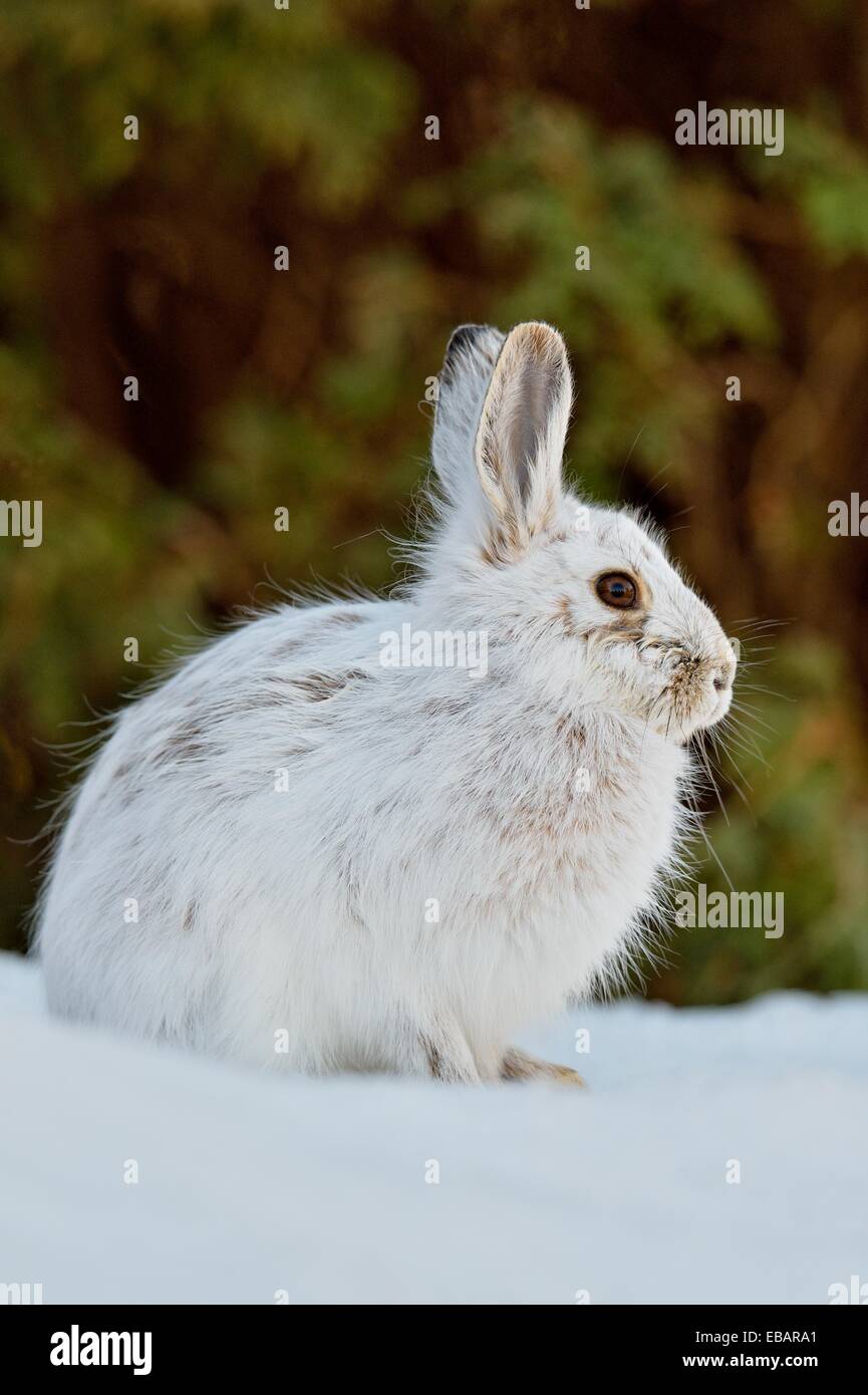 Snowshoe hare winter camouflage hi-res stock photography and images - Alamy