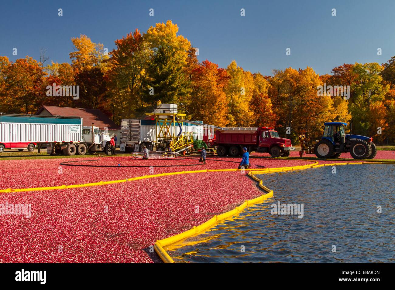 Cranberry harvesting hi-res stock photography and images - Alamy