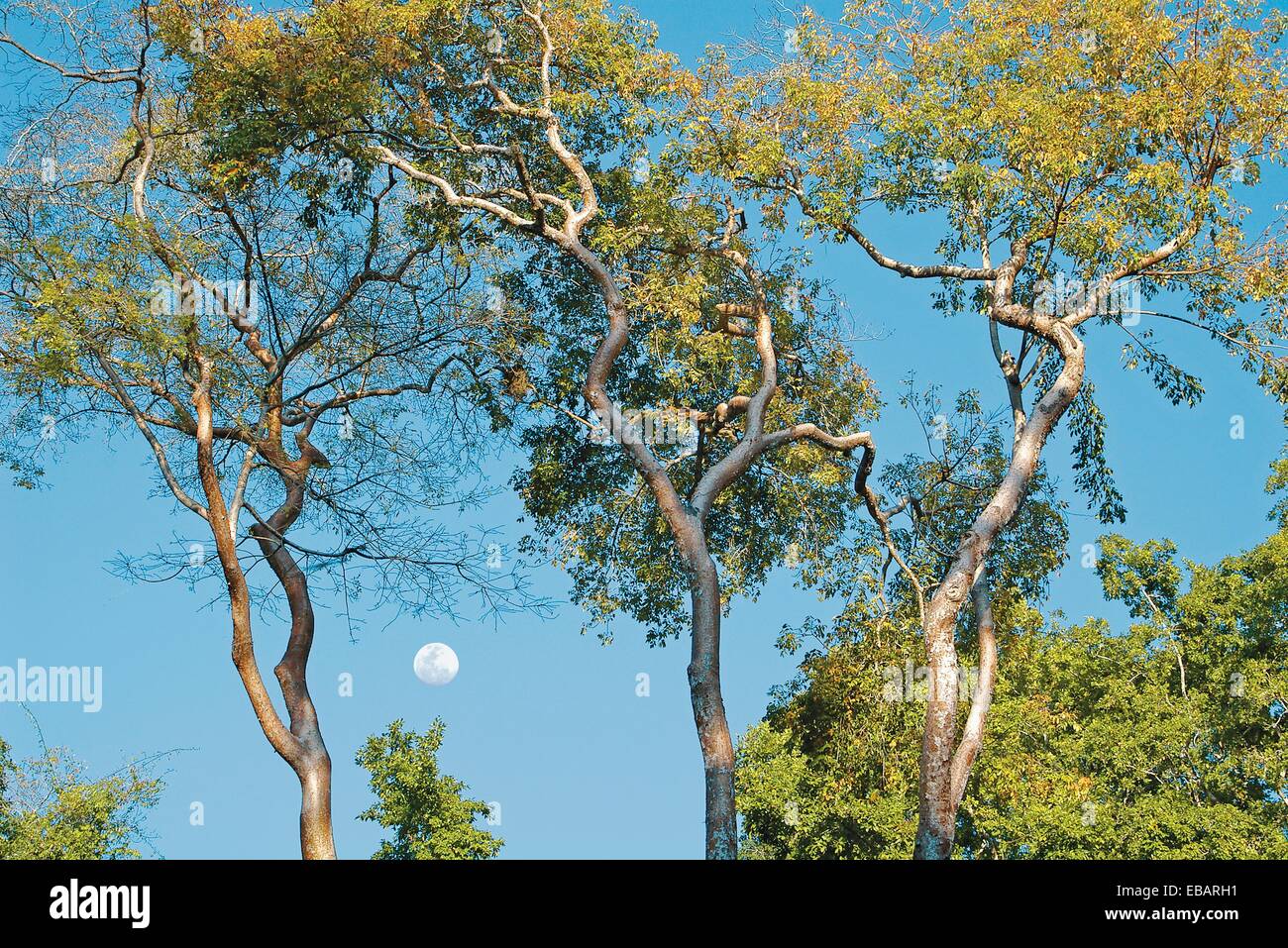 Jiote hi-res stock photography and images - Alamy