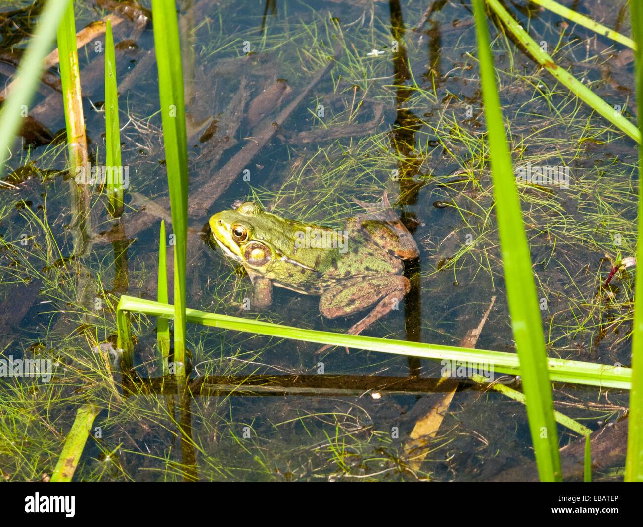 Green frog in wetland Stock Photo - Alamy