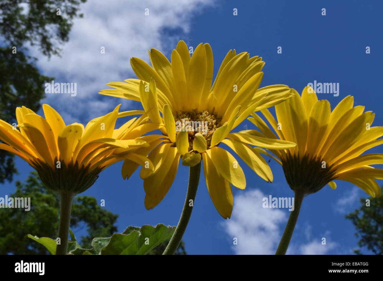 Yellow dasies hi-res stock photography and images - Alamy