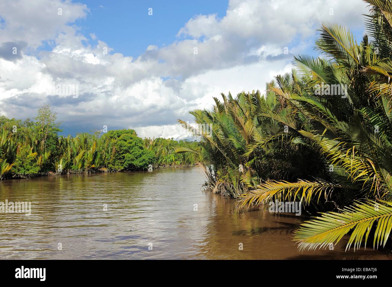 Nipa palms hi-res stock photography and images - Alamy