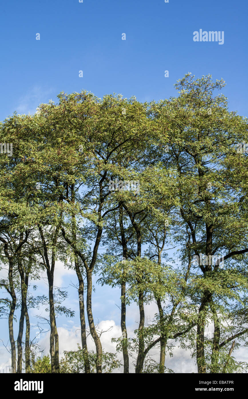 Vancouver langara hi-res stock photography and images - Alamy