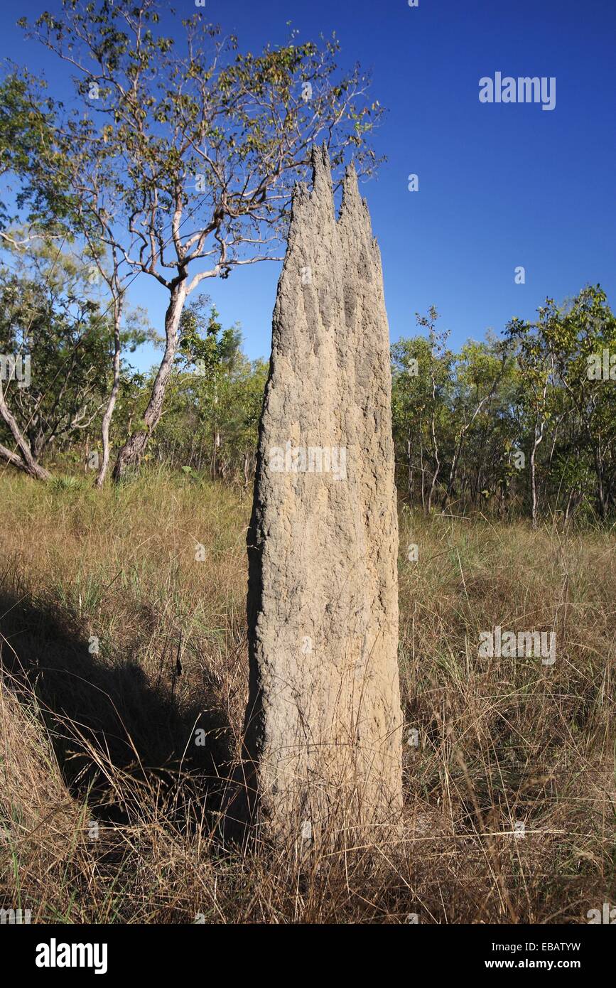 Magnetic Termites High Resolution Stock Photography and Images - Alamy