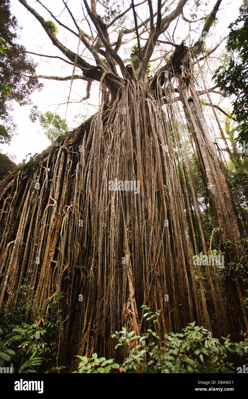 Strangler fig trees australia hi-res stock photography and images - Alamy